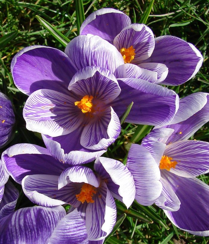 Крокусы (50 фото цветов): посадка, уход, размножение - HappyModern.RU