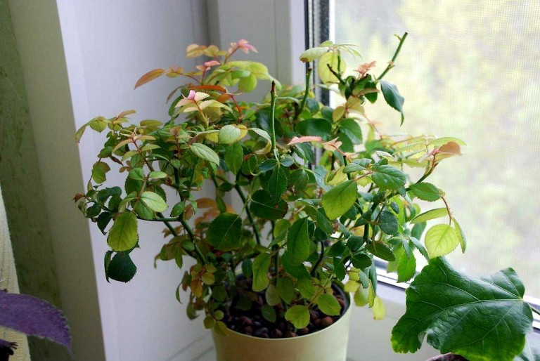 Домашние розы в горшках - уход: HappyModern.RU