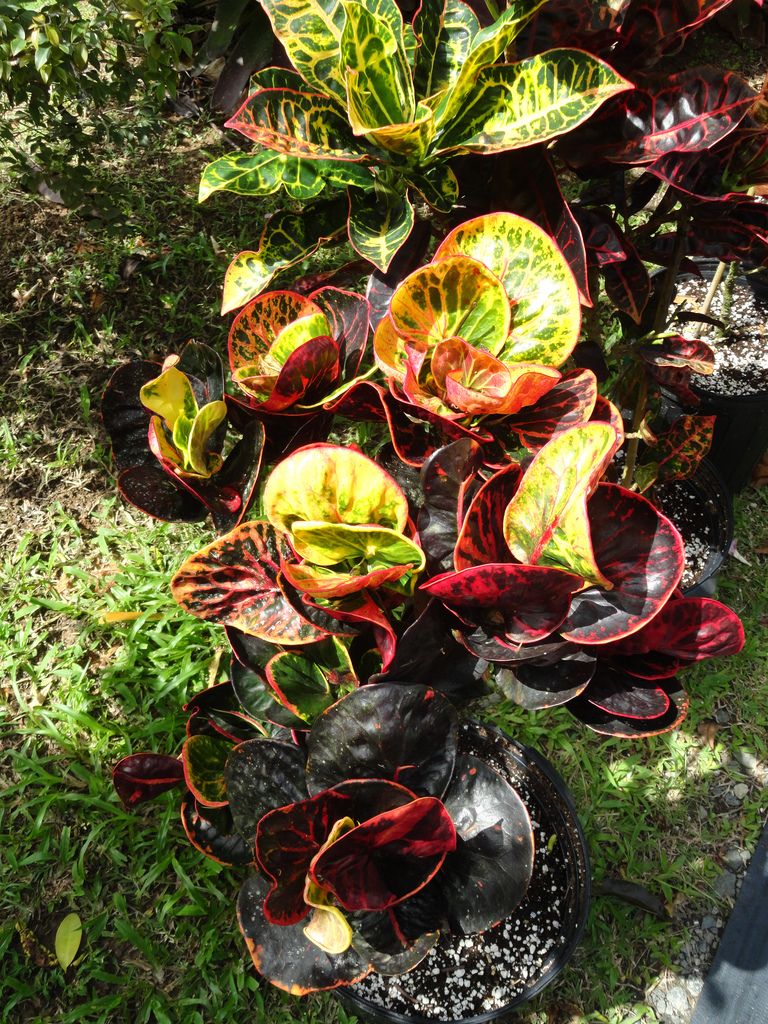 Кротон: Посадка и уход в домашних условиях (Сорта 2019)